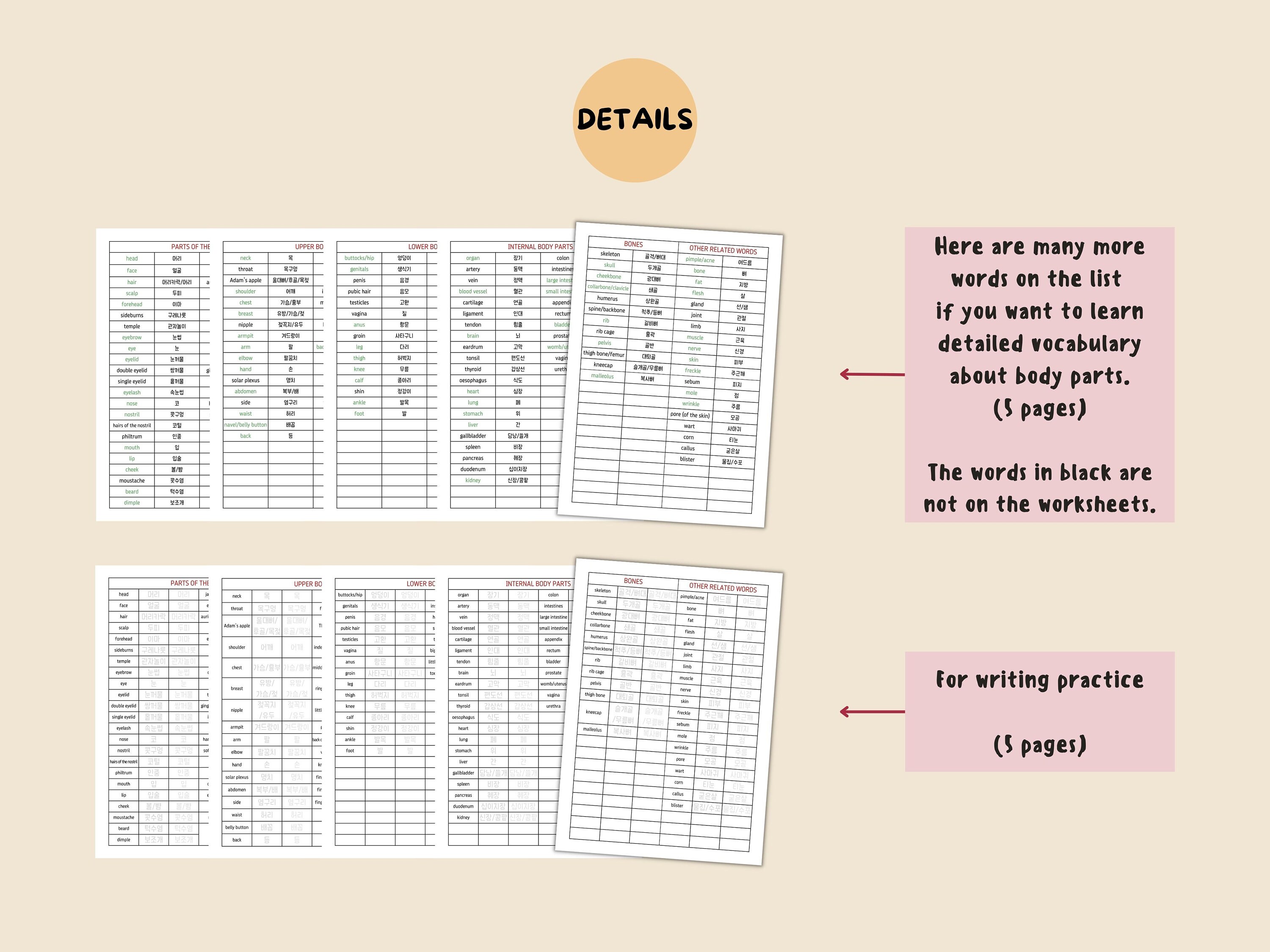 Learning Korean Vocabulary Worksheet Human Body Parts Korean - Etsy