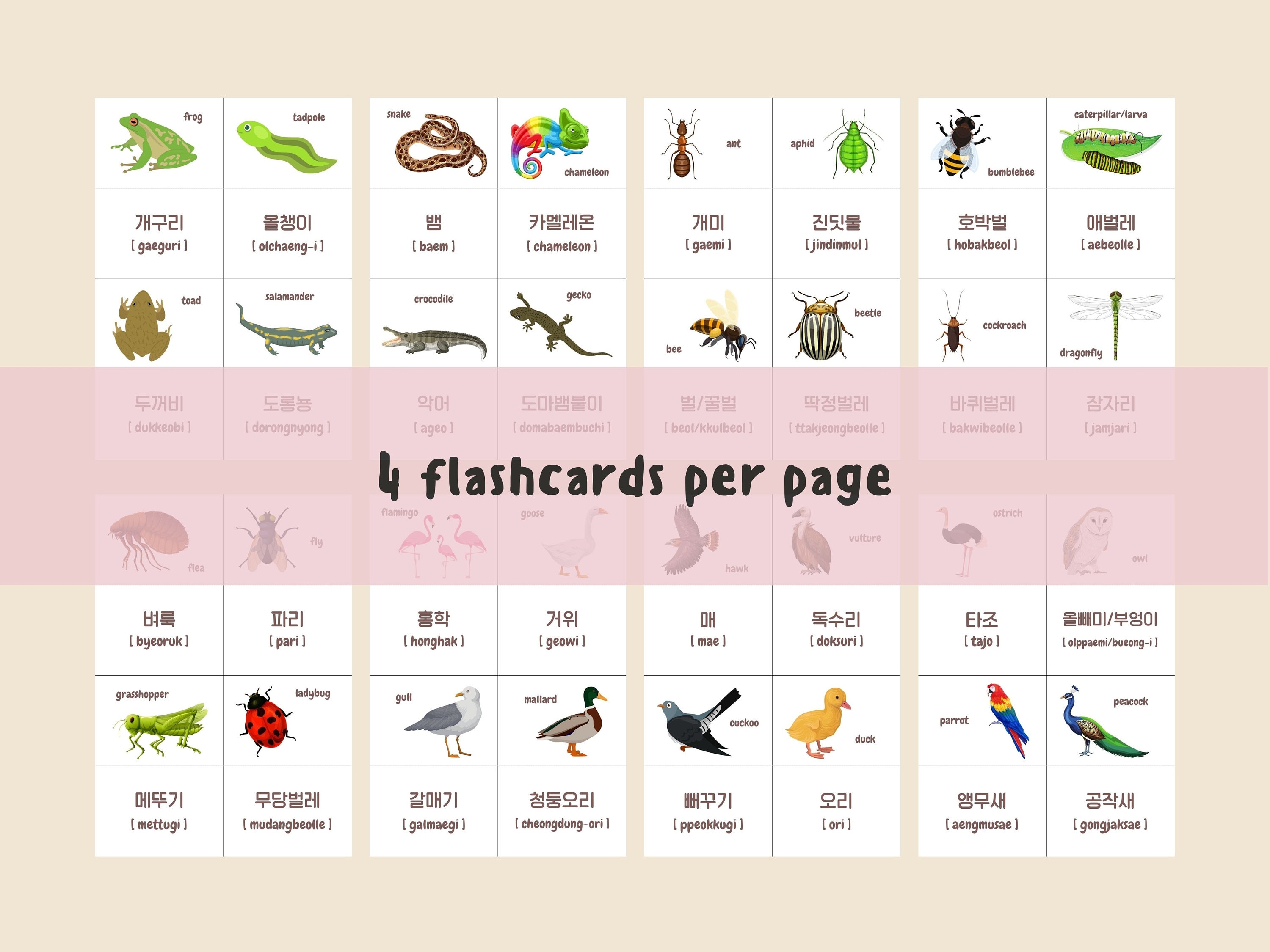 Korean Flashcards, Learning Korean, Basic Vocabulary, Animal Word Cards ...