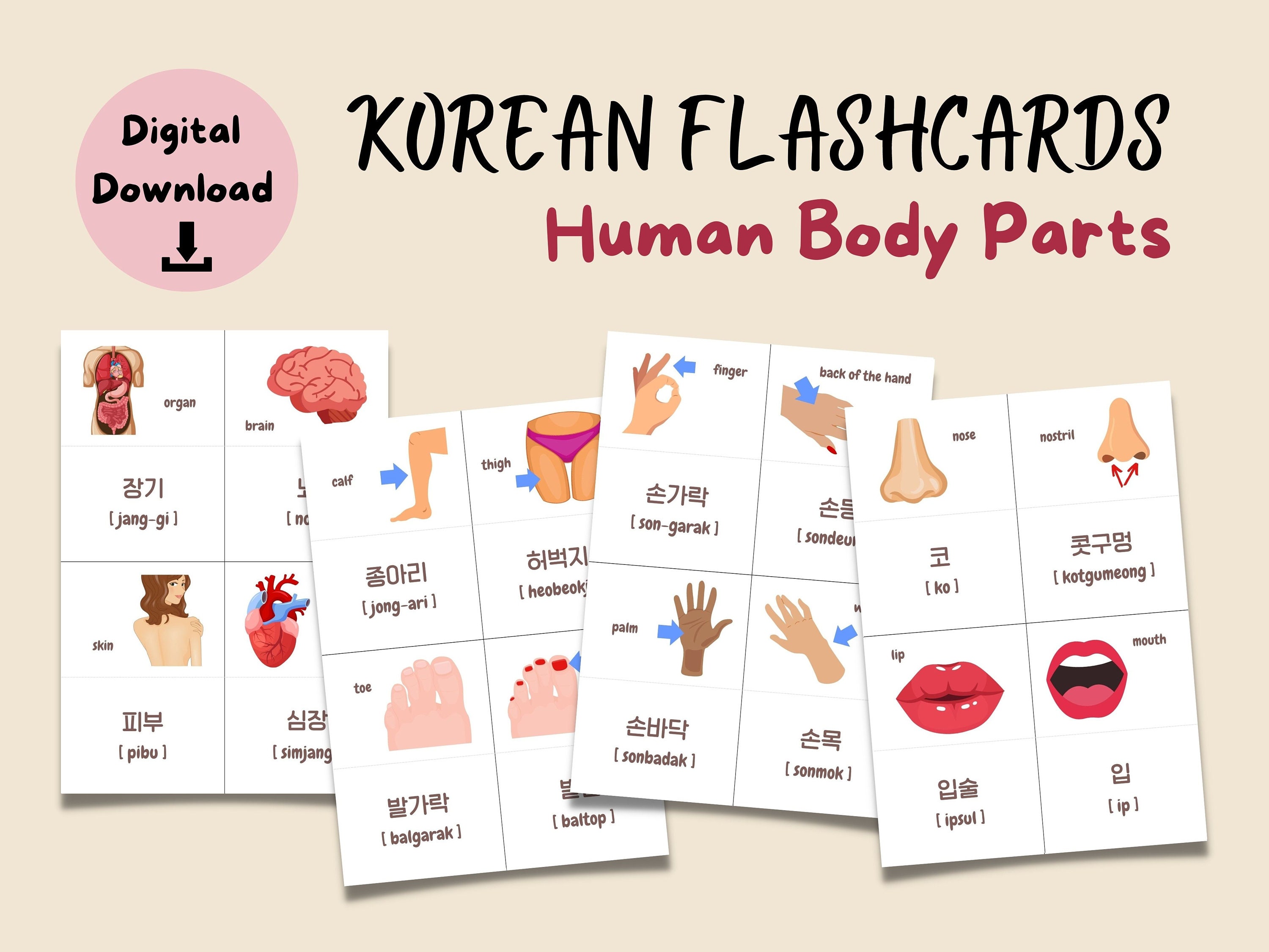 Korean Flashcards, Learning Korean Vocabulary, Human Body Parts, Basic ...