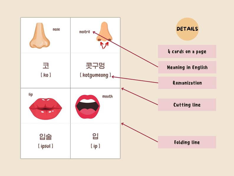 Korean Flashcards, Learning Korean Vocabulary, Human Body Parts, Basic ...