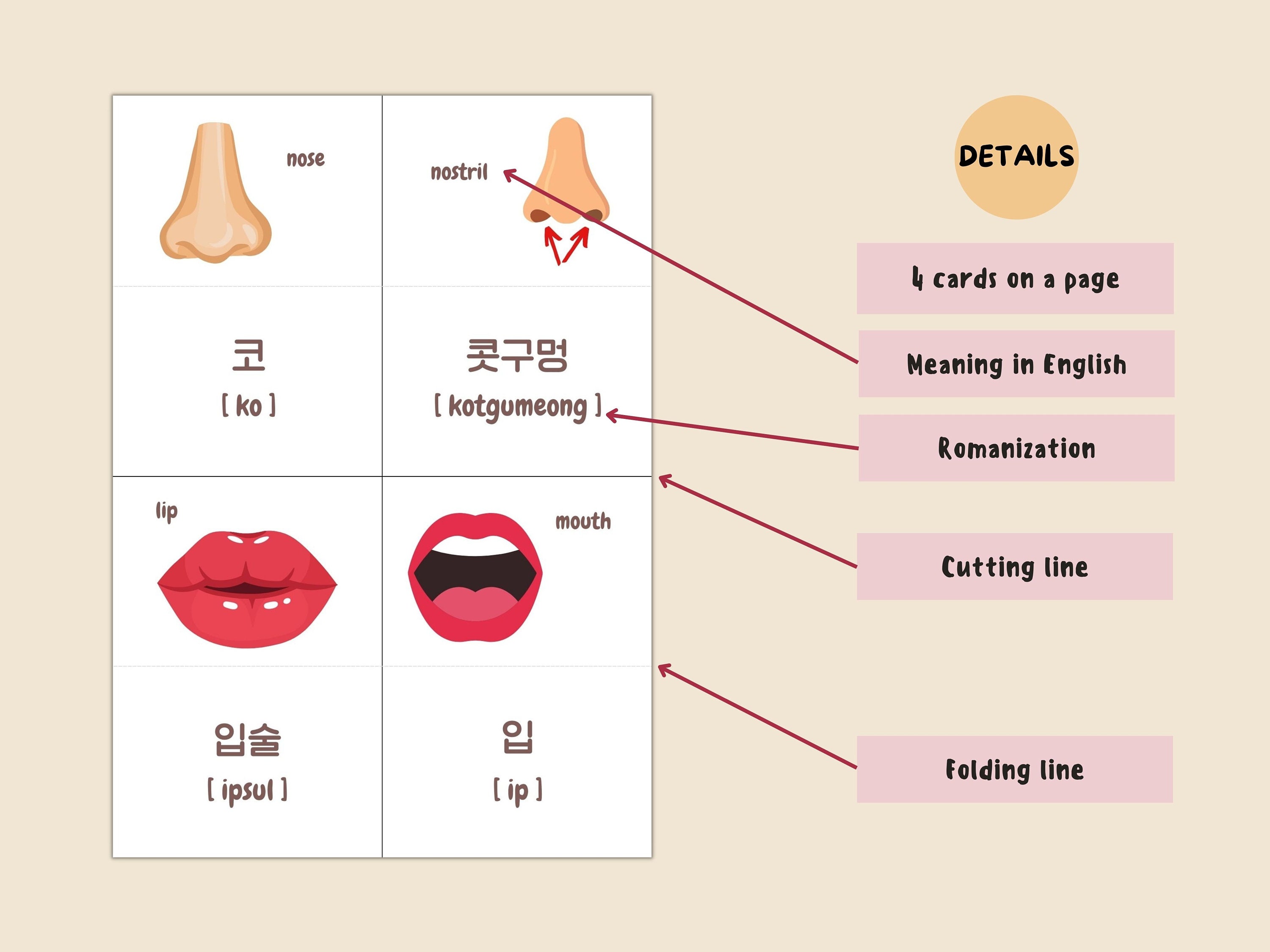 Korean Flashcards, Learning Korean Vocabulary, Human Body Parts, Basic ...