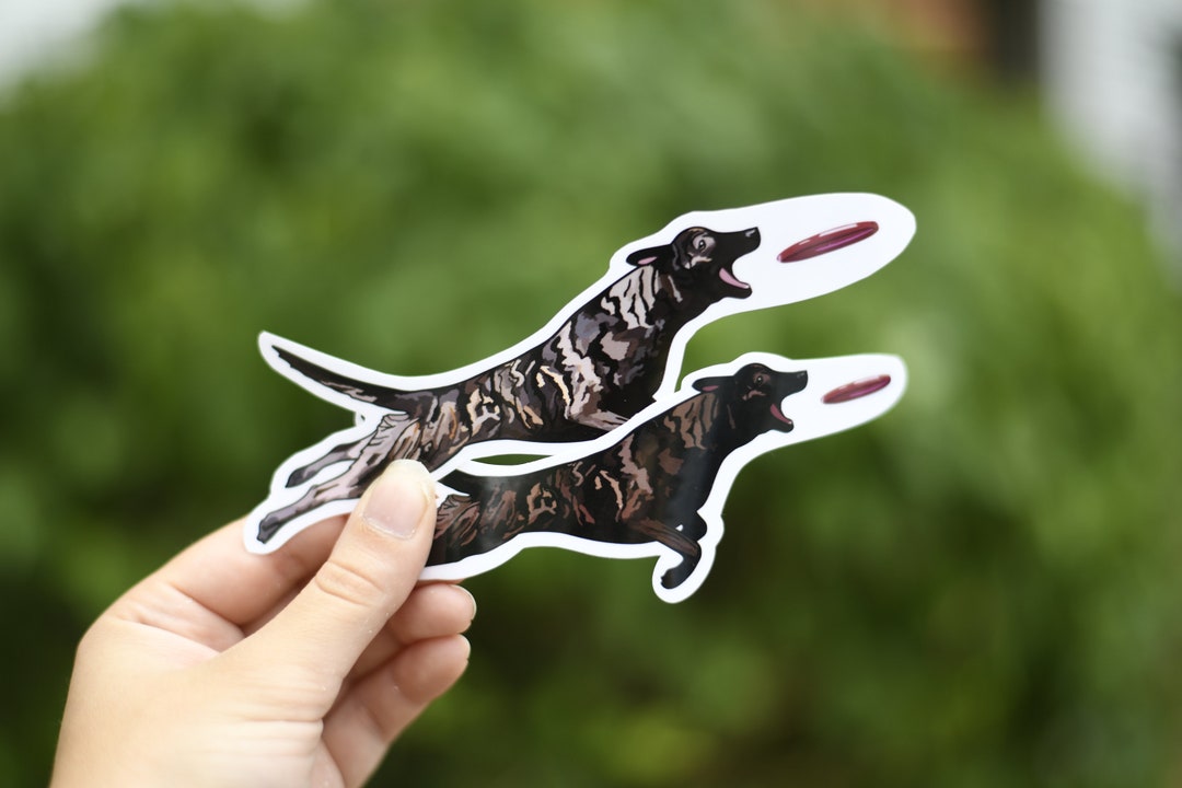Dutch Shepherd Jumping for Disc Sticker - Silver Brindle, Gold Brindle ...