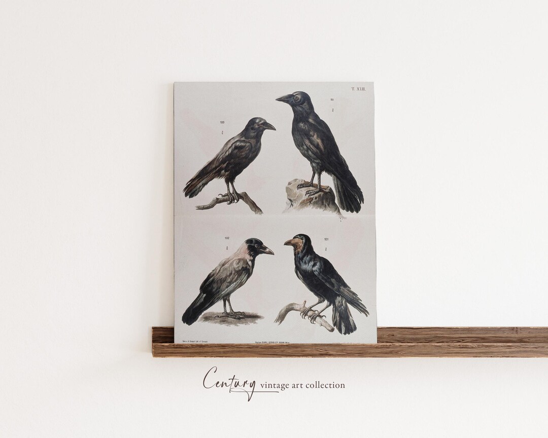 Crow Chart Illustration | Vintage Printable Art Download | 20th Century ...