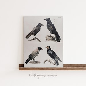 Crow Chart Illustration | Vintage Printable Art Download | 20th Century ...