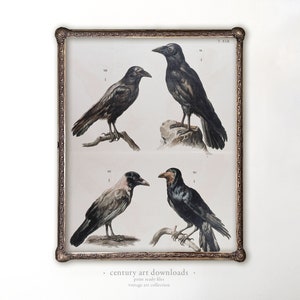 Crow Chart Illustration Vintage Printable Art Download 20th Century ...