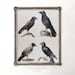 Crow Chart Illustration Vintage Printable Art Download - Etsy