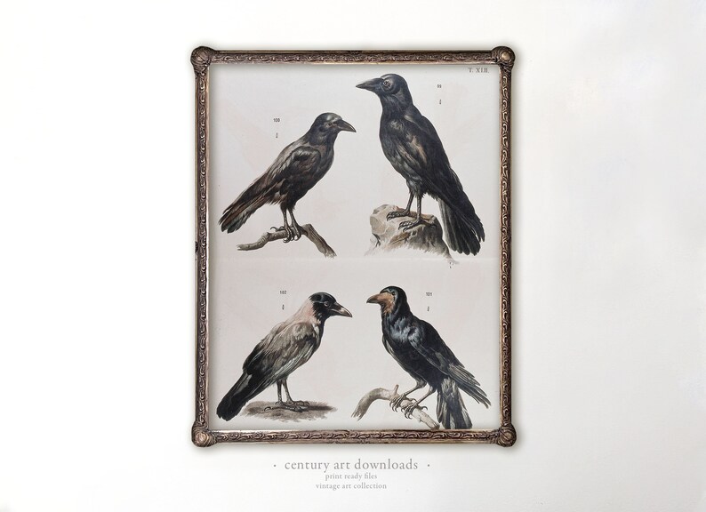 Crow Chart Illustration Vintage Printable Art Download 20th Century ...