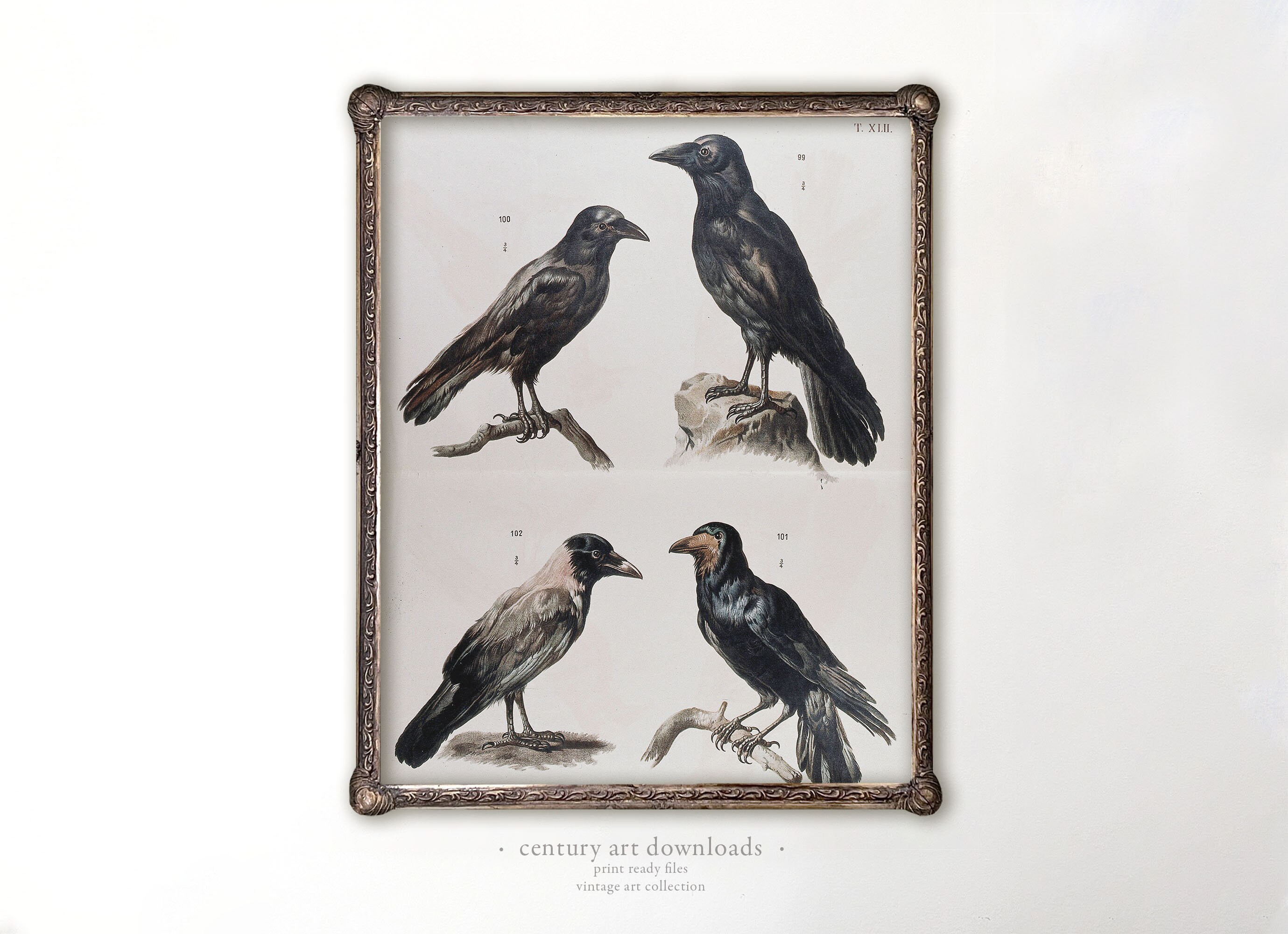 Crow Chart Illustration Vintage Printable Art Download 20th Century ...