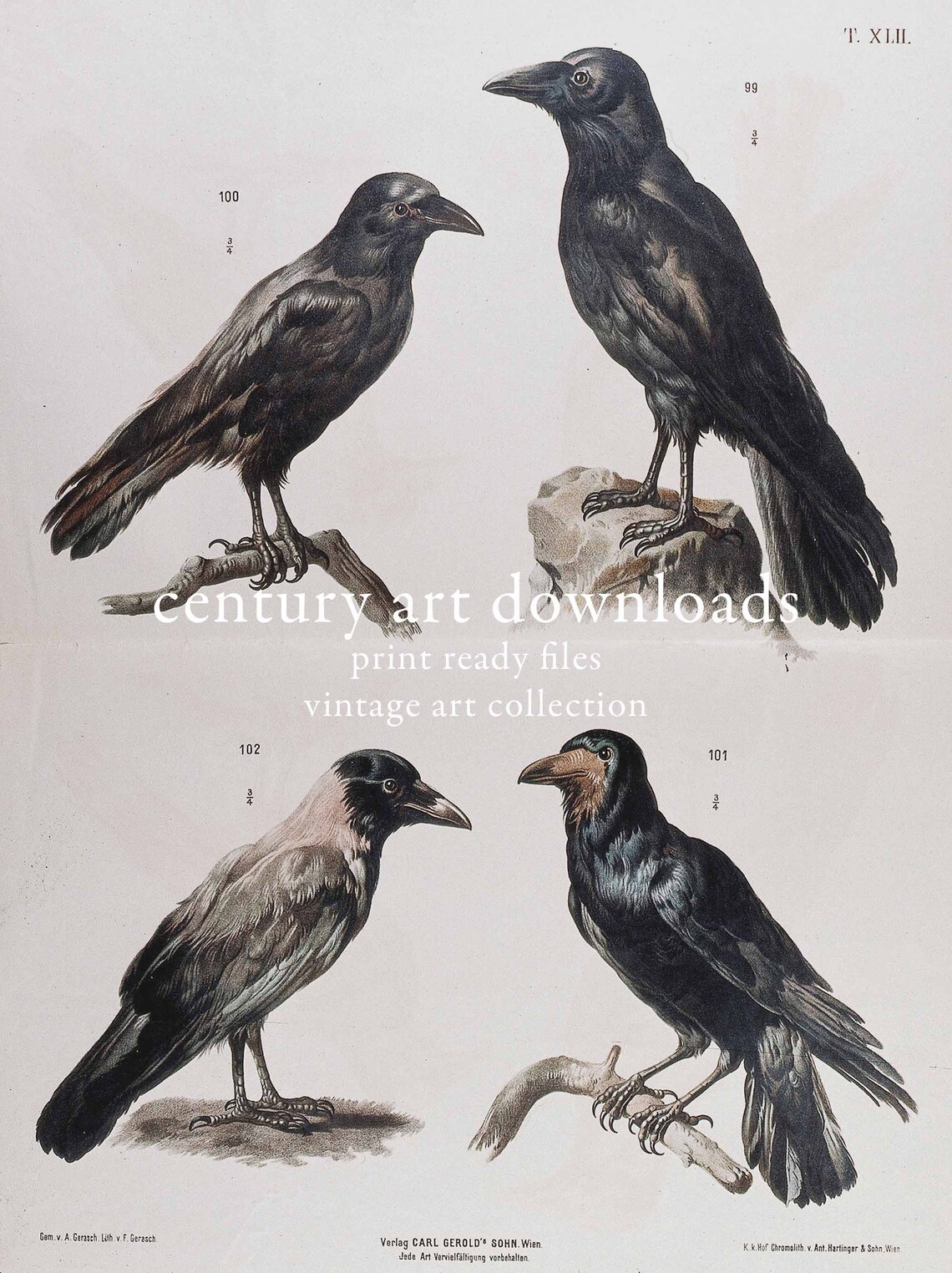 Crow Chart Illustration Vintage Printable Art Download 20th Century ...