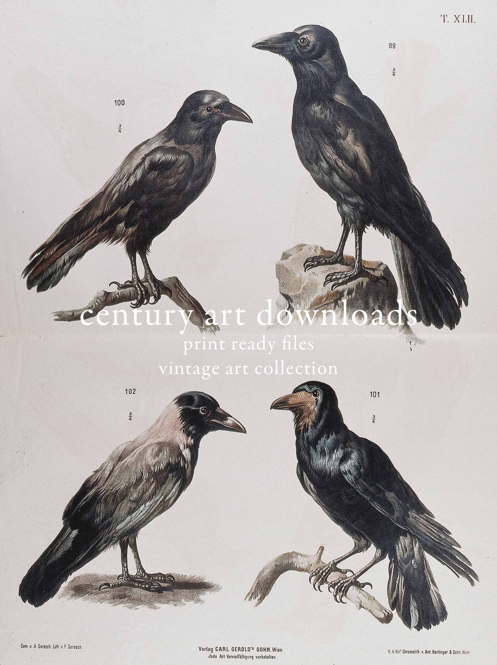 Crow Chart Illustration | Vintage Printable Art Download | 20th Century ...
