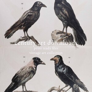 Crow Chart Illustration | Vintage Printable Art Download | 20th Century ...