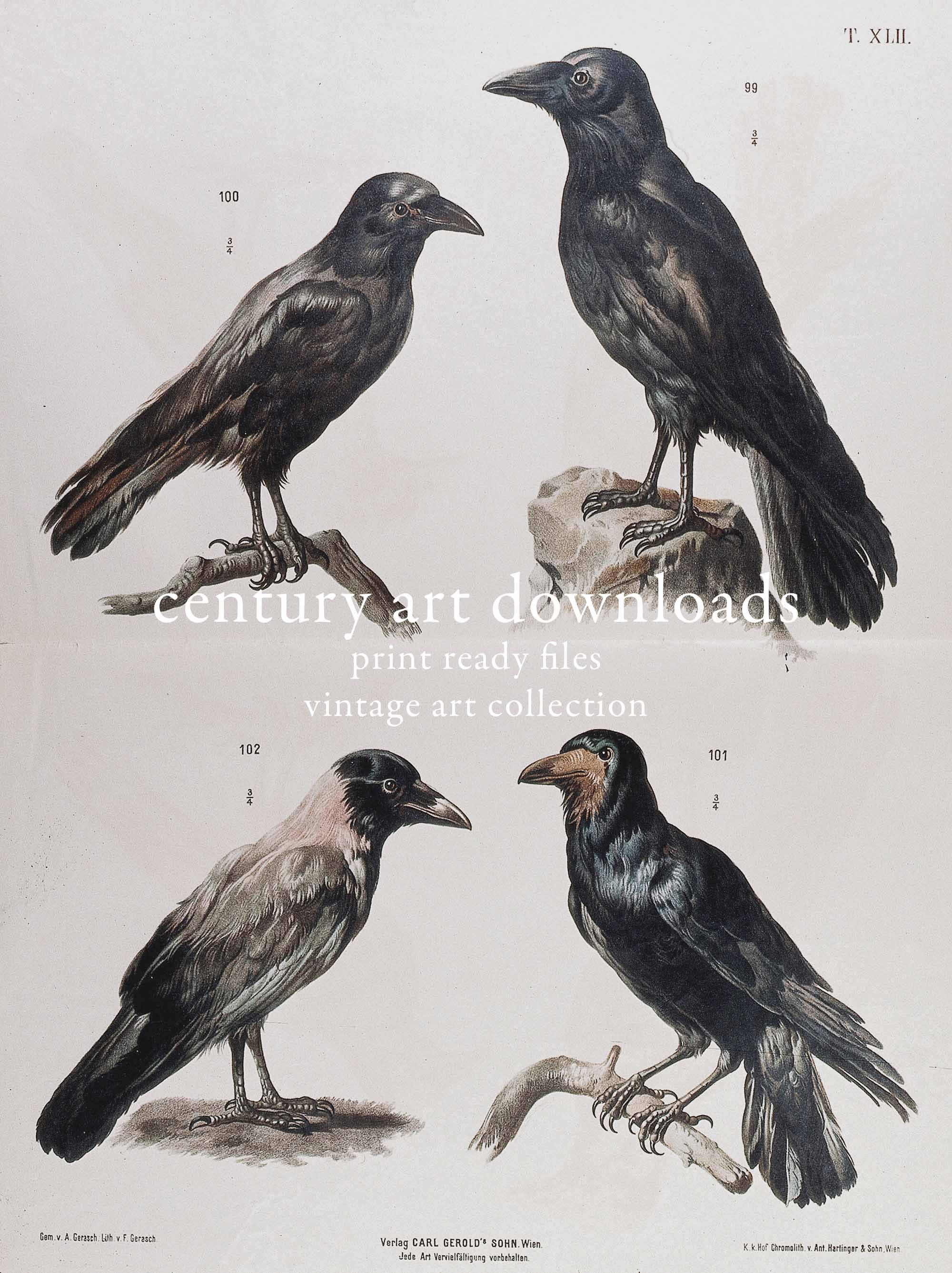 Crow Chart Illustration | Vintage Printable Art Download | 20th Century ...