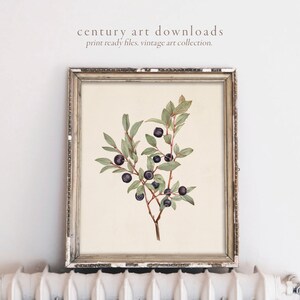 Vintage Printable Art Download | Berry Branch Watercolor | 19th Century ...