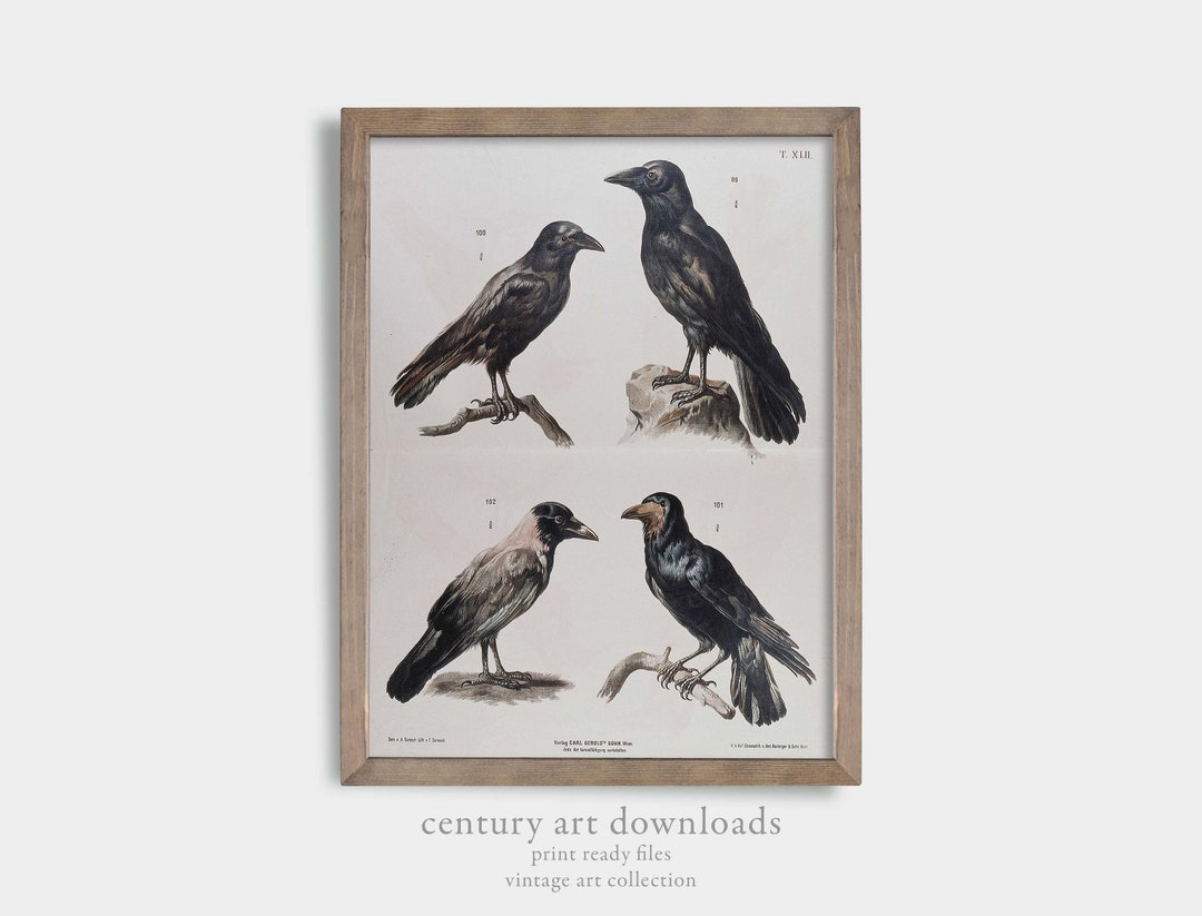 Crow Chart Illustration Vintage Printable Art Download 20th Century ...