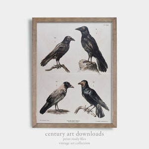 Crow Chart Illustration | Vintage Printable Art Download | 20th Century ...