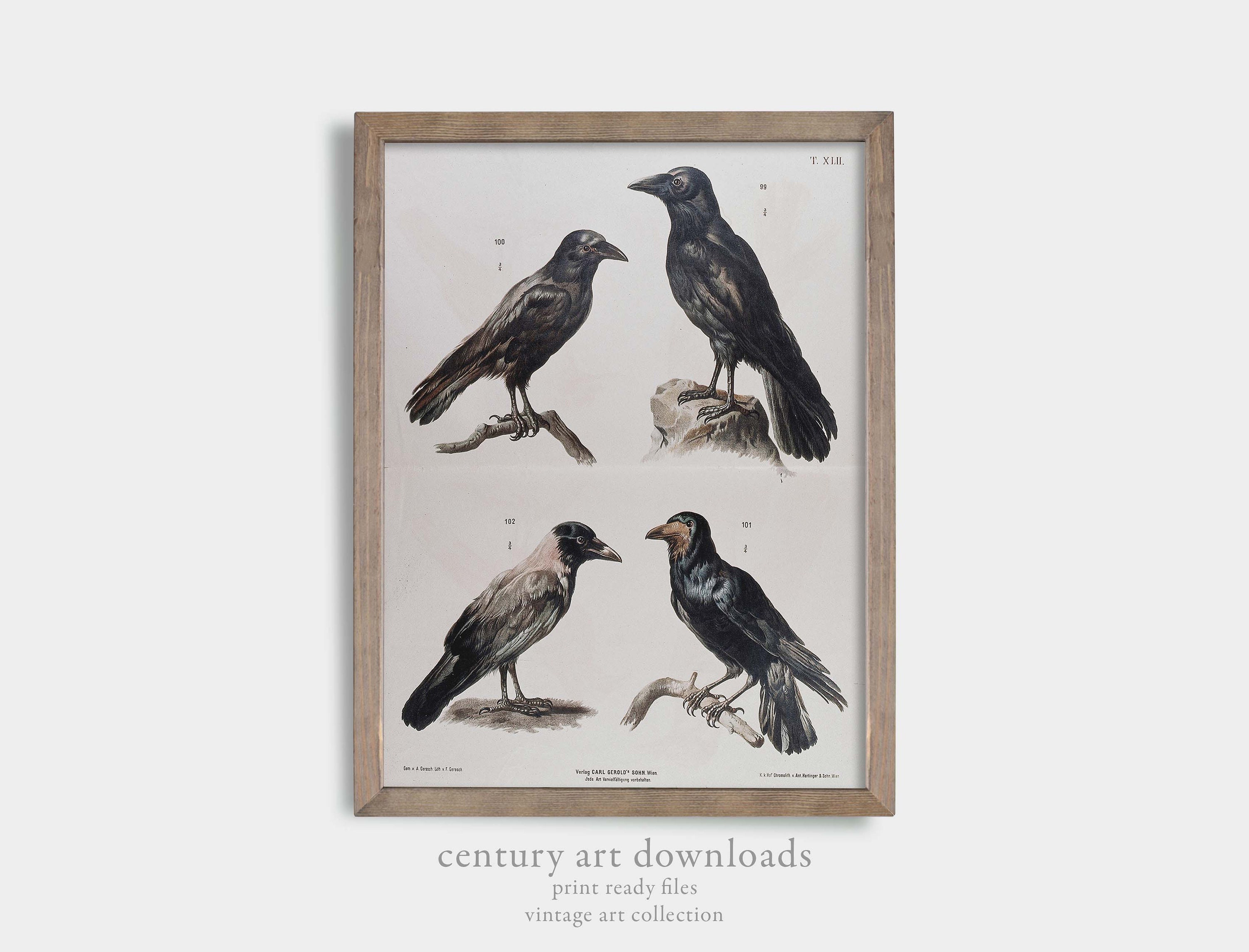 Crow Chart Illustration | Vintage Printable Art Download | 20th Century ...