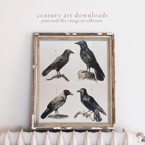 Crow Chart Illustration | Vintage Printable Art Download | 20th Century ...