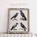 Crow Chart Illustration Vintage Printable Art Download - Etsy