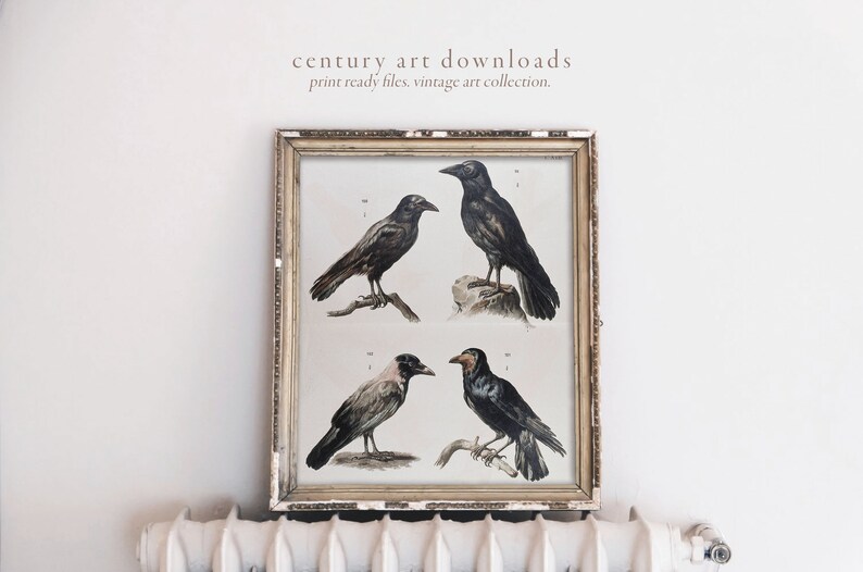 Crow Chart Illustration | Vintage Printable Art Download | 20th Century ...
