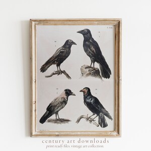 Crow Chart Illustration | Vintage Printable Art Download | 20th Century ...