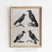 Crow Chart Illustration Vintage Printable Art Download - Etsy