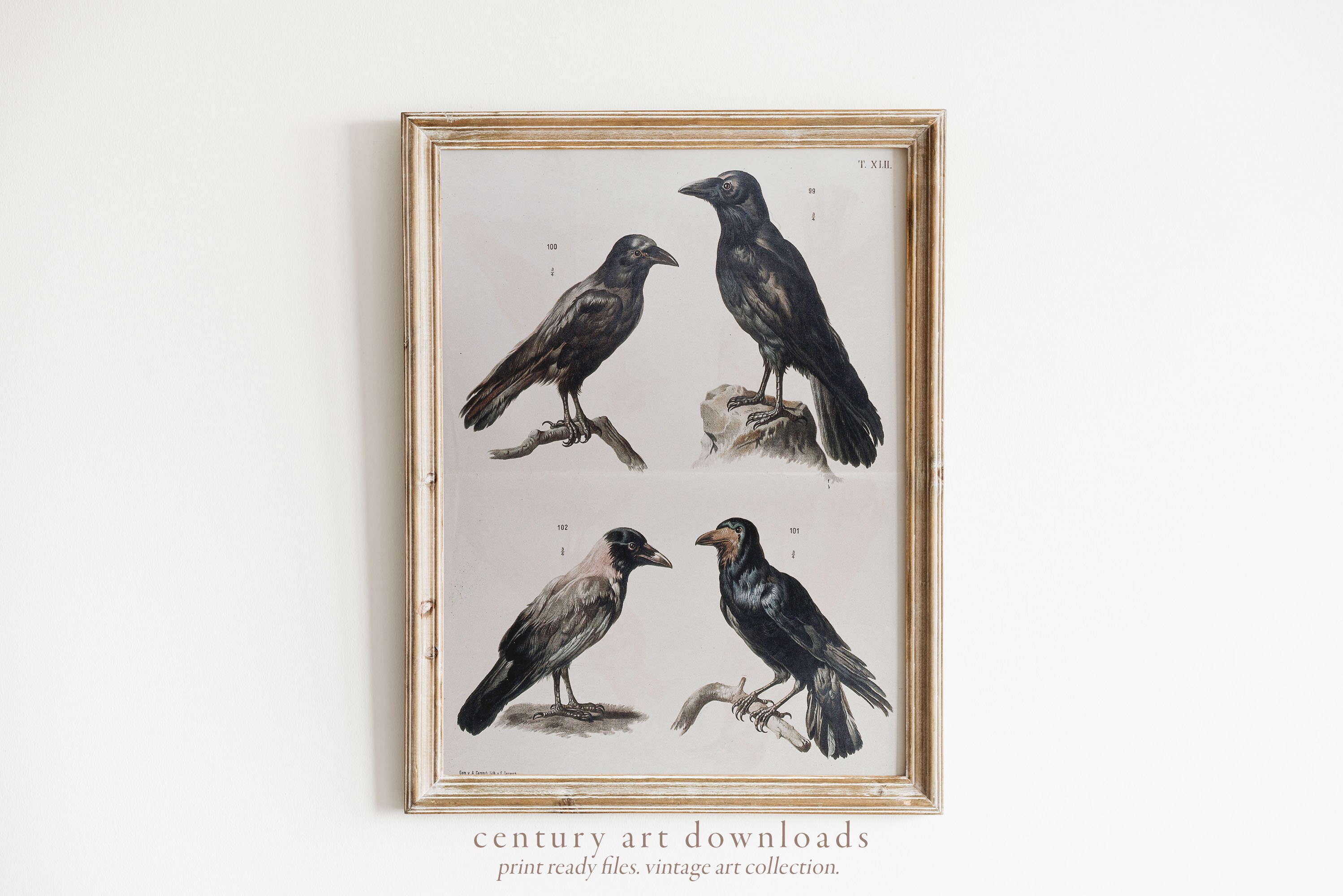 Crow Chart Illustration | Vintage Printable Art Download | 20th Century ...
