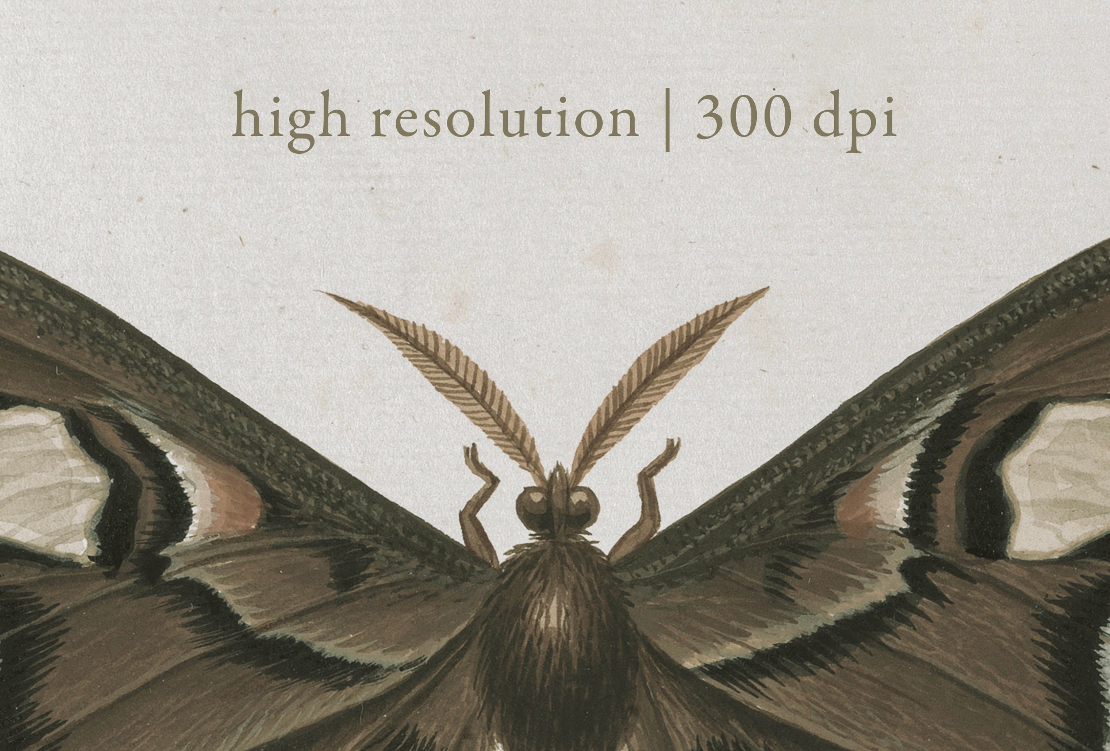 Atlas Moth Vintage Printable Art Download Atlas Moth 19th Century ...