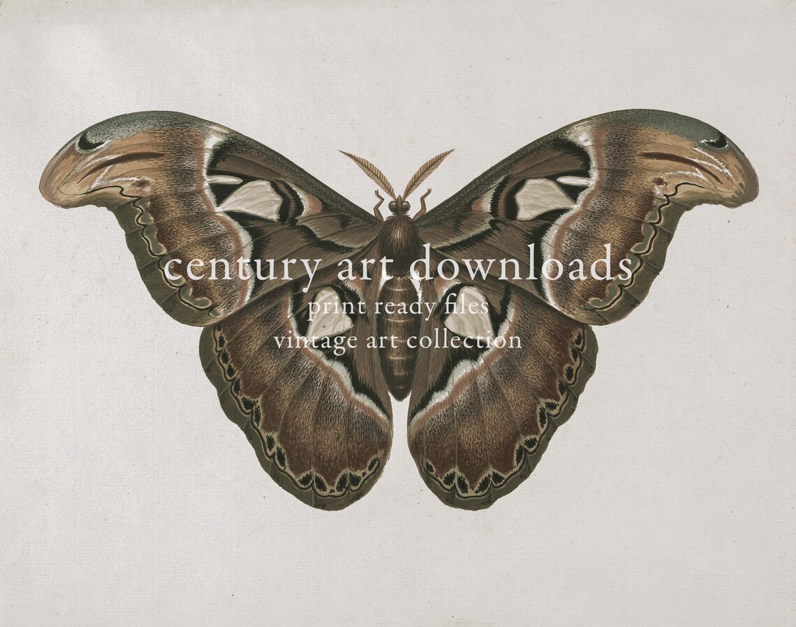 Atlas Moth Vintage Printable Art Download Atlas Moth 19th Century ...