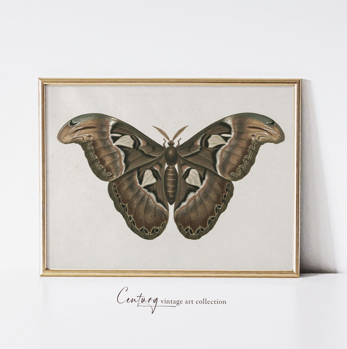 Atlas Moth Vintage Printable Art Download | Atlas Moth | 19th Century ...