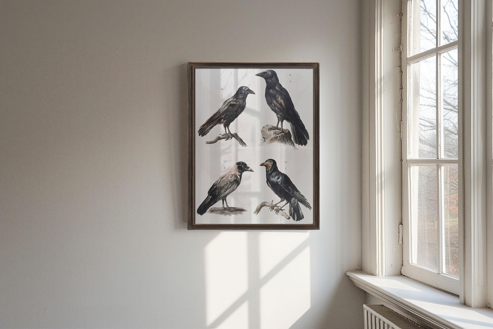 Crow Chart Illustration | Vintage Printable Art Download | 20th Century ...