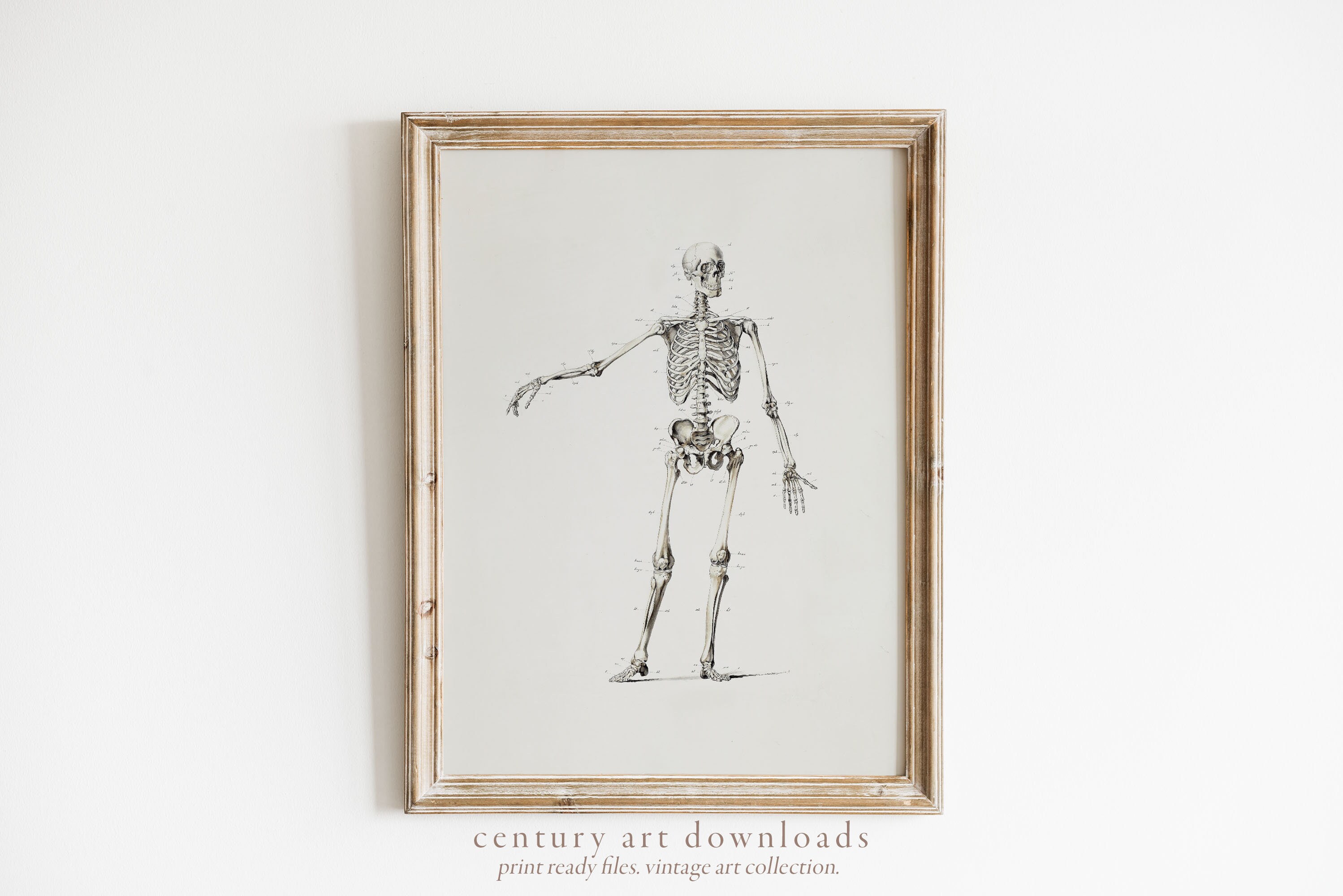 Vintage Printable Art Download Skeleton 19th Century Ink Drawing ...