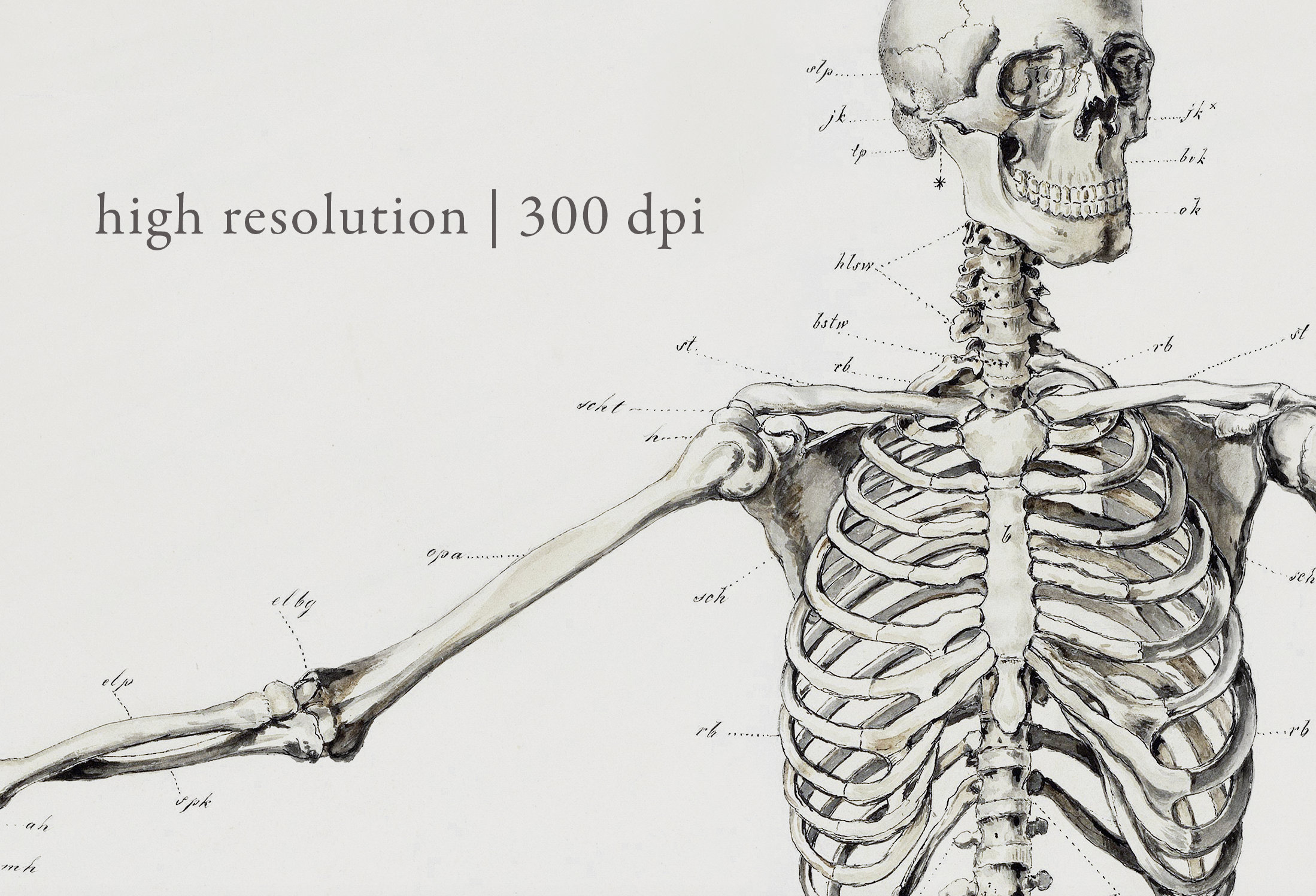 Vintage Printable Art Download Skeleton 19th Century Ink Drawing ...