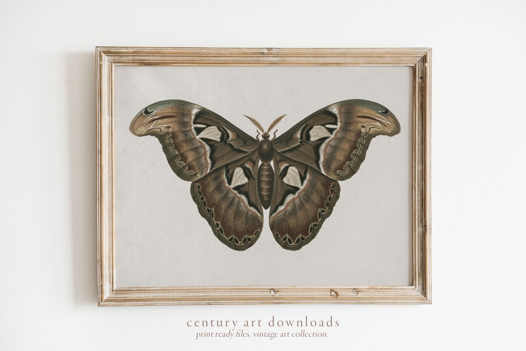Atlas Moth Vintage Printable Art Download Atlas Moth 19th Century ...