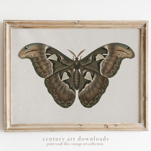 Atlas Moth Vintage Printable Art Download | Atlas Moth | 19th Century ...