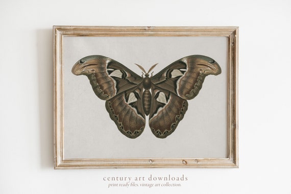 Atlas Moth Vintage Printable Art Download Atlas Moth 19th - Etsy