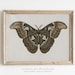 Atlas Moth Vintage Printable Art Download Atlas Moth 19th Century ...
