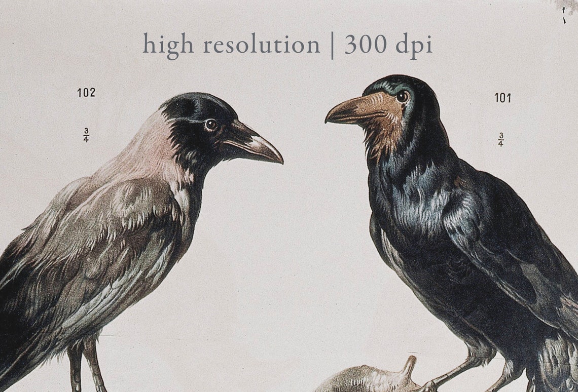 Crow Chart Illustration Vintage Printable Art Download 20th Century ...