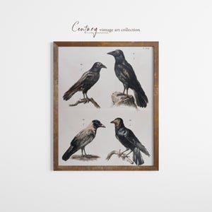 Crow Chart Illustration | Vintage Printable Art Download | 20th Century ...