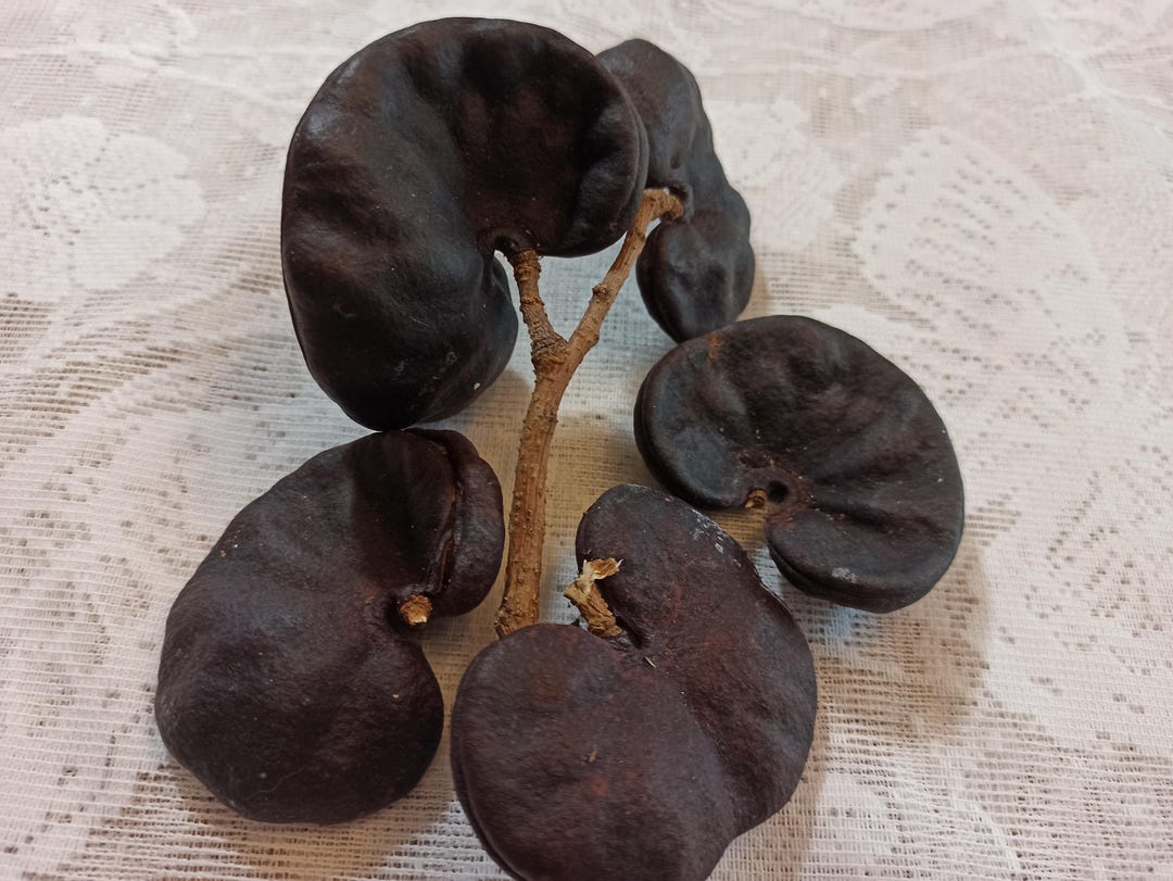 Monkey Ear Tree Seeds, 10 Seeds - Etsy
