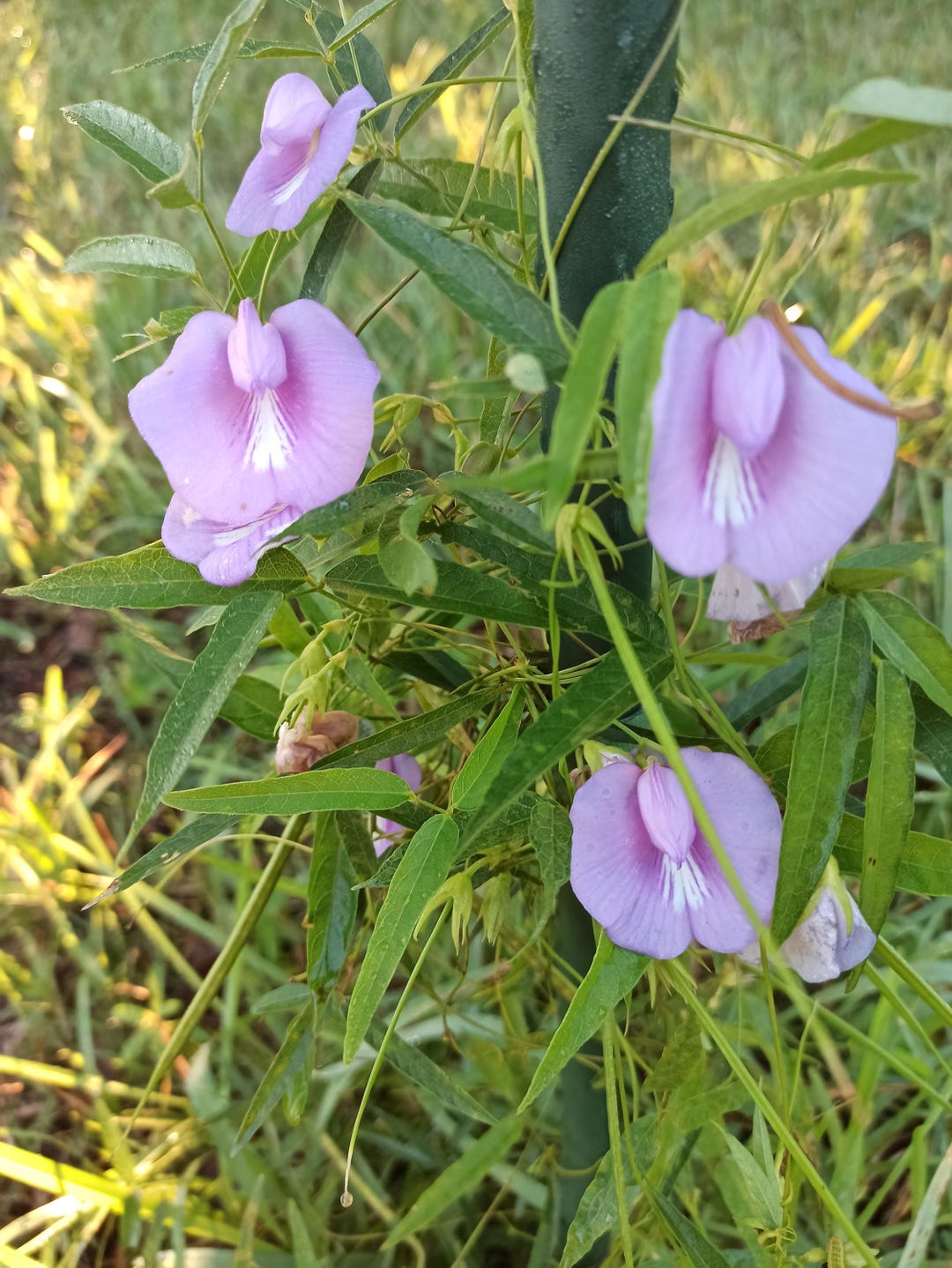Spurred Butterfly Pea, Florida Native Vining Perennial Wild Flower - Etsy