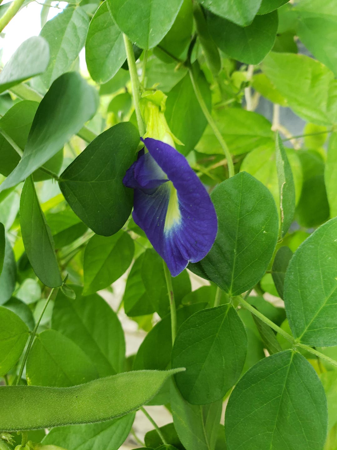 Butterfly Pea BLUE Variety Fresh Seed Grown in Florida, 10 Seeds - Etsy