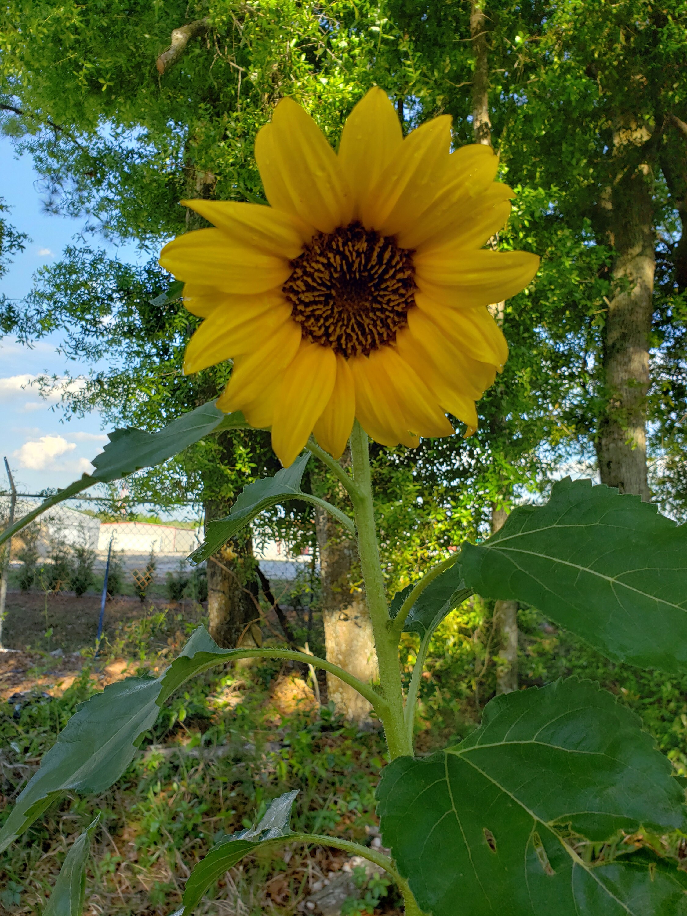 Dwarf Sunspot Sunflower Seeds, Container, Small Spaces, Short Sunflower ...