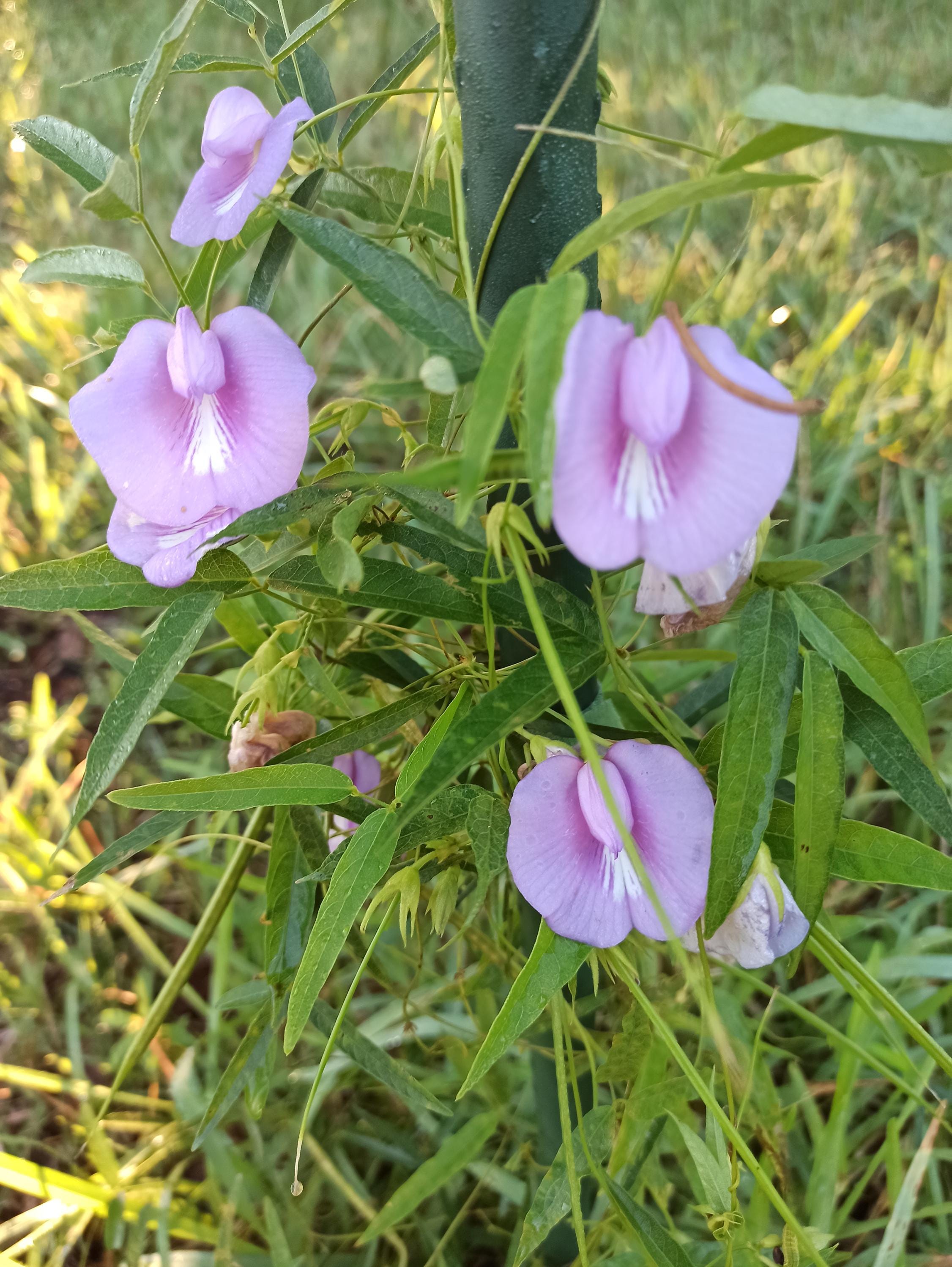 Spurred Butterfly Pea, Florida Native Vining Perennial Wild Flower - Etsy