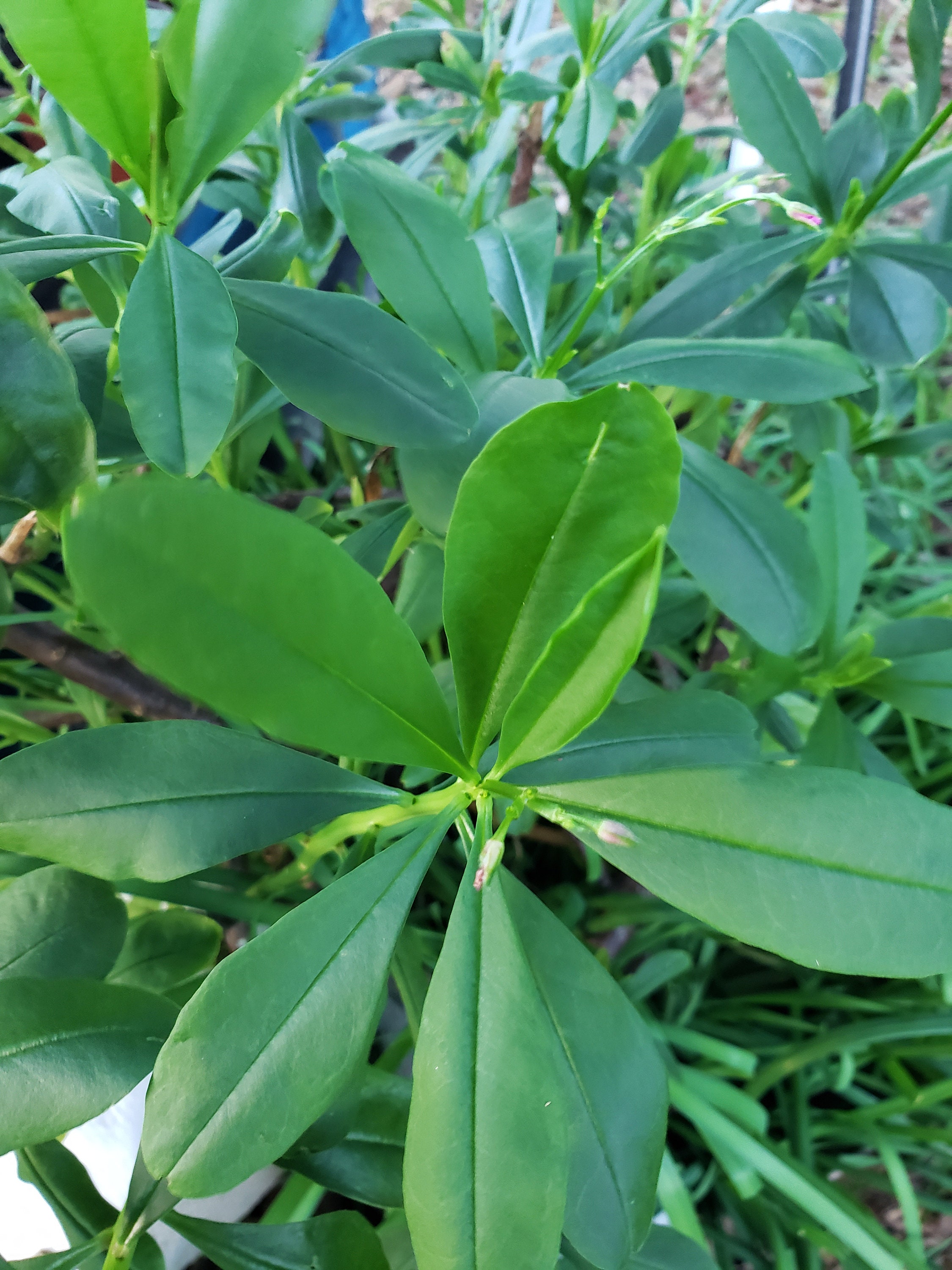 Surinam Spinach Seeds, 50 Seeds, Florida Waterleaf Talinum Triangular ...