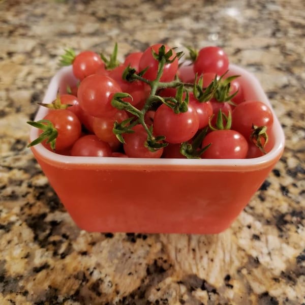 Everglades Tomato Plant - Etsy
