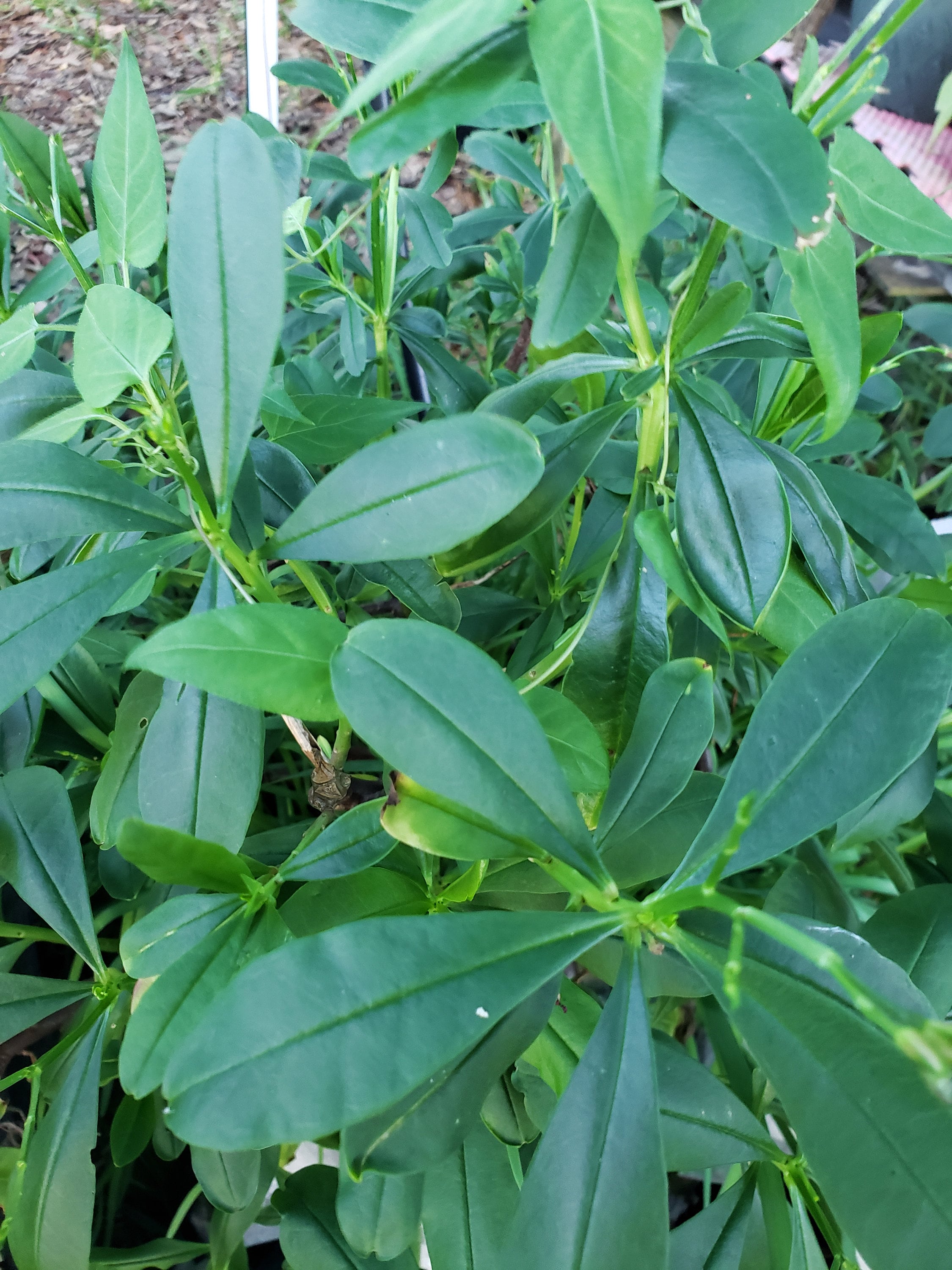 Surinam Spinach Seeds, 50 Seeds, Florida Waterleaf Talinum Triangular ...