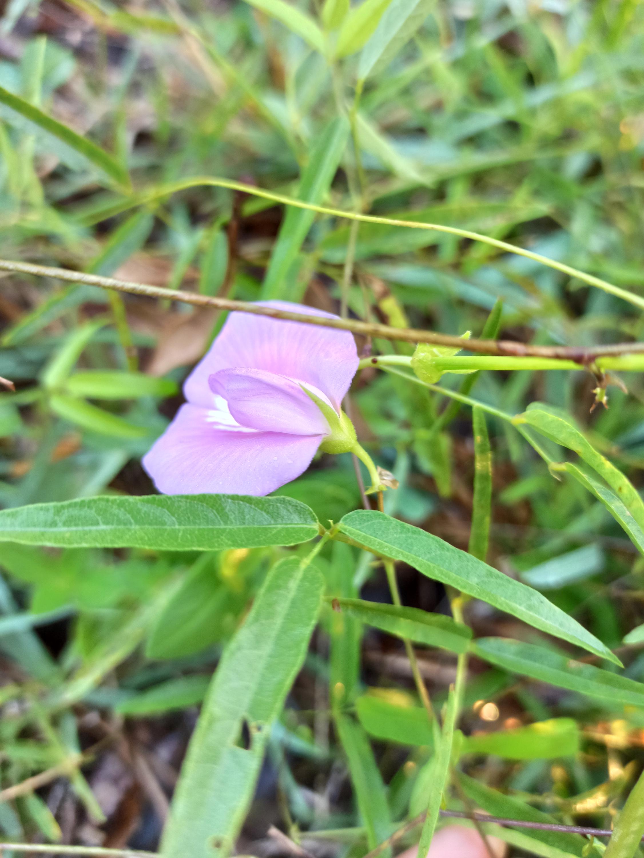 Spurred Butterfly Pea, Florida Native Vining Perennial Wild Flower - Etsy