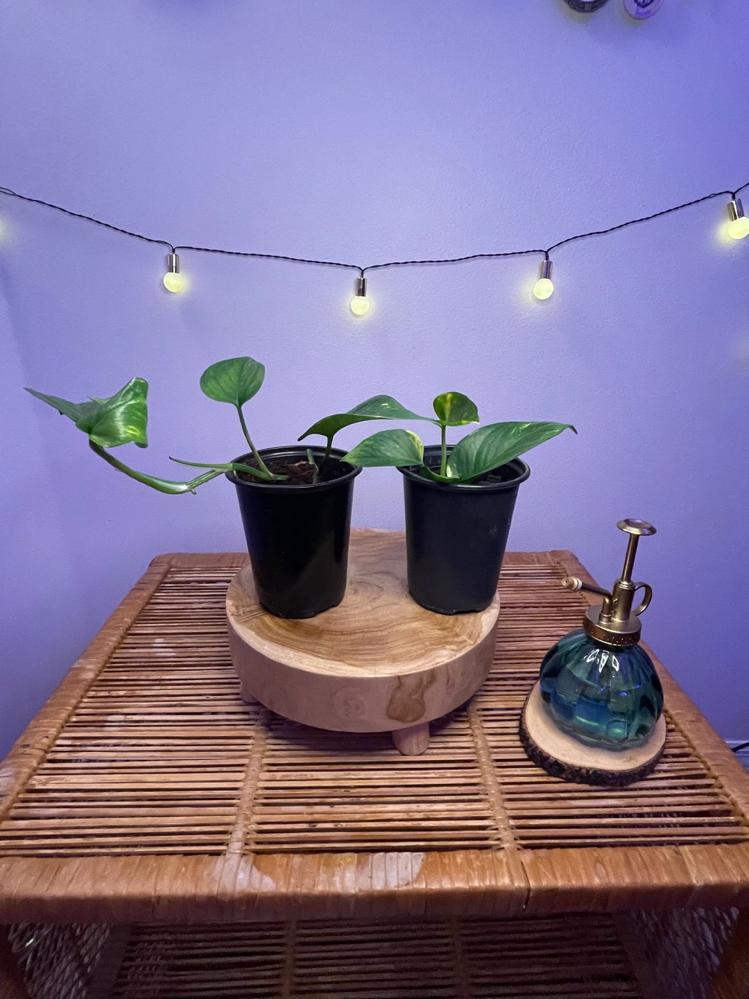 Pothos Bundle!!! - 2 Golden Pothos Plants! - Etsy
