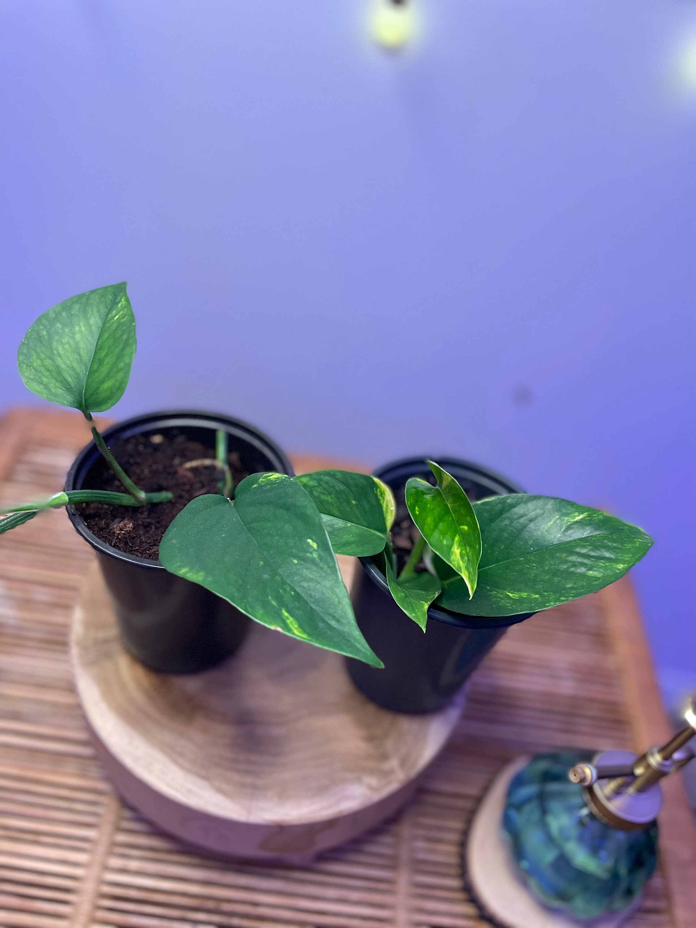 Pothos Bundle!!! - 2 Golden Pothos Plants! - Etsy