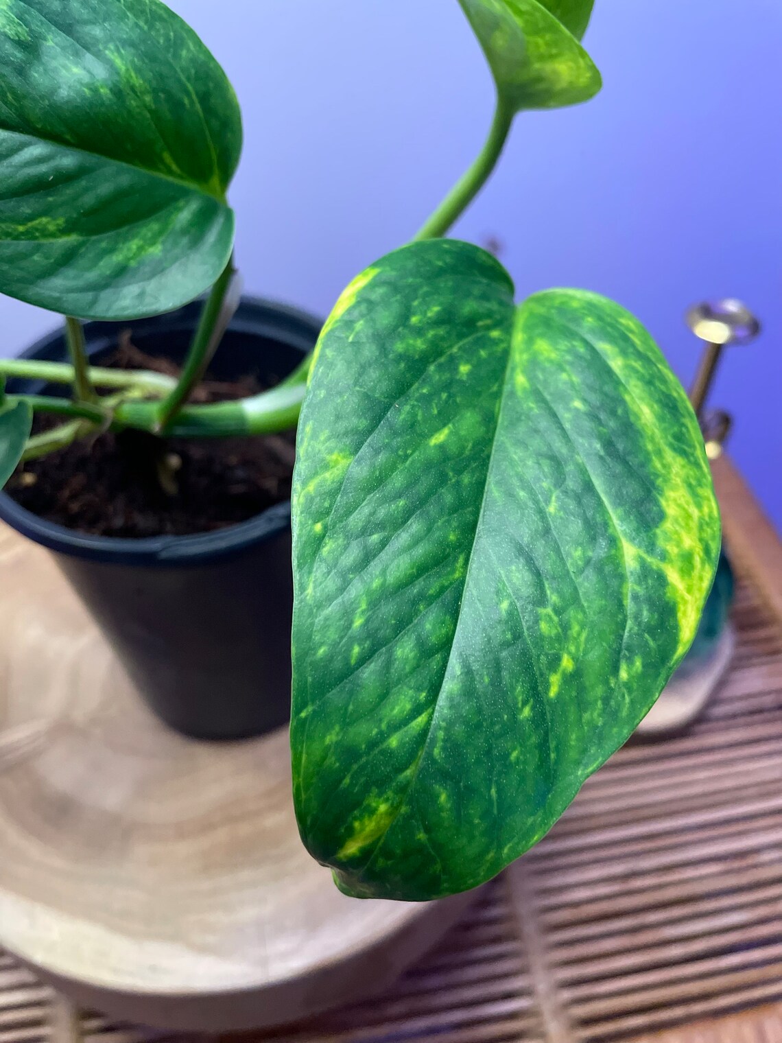 Pothos Bundle!!! - 3 Golden Pothos Plants! - Etsy
